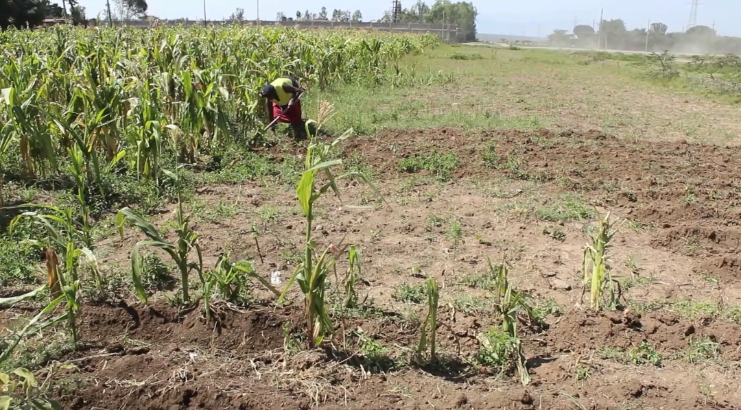 NTV Kenya: Agriculture stakeholders raise alarm over increase in ...