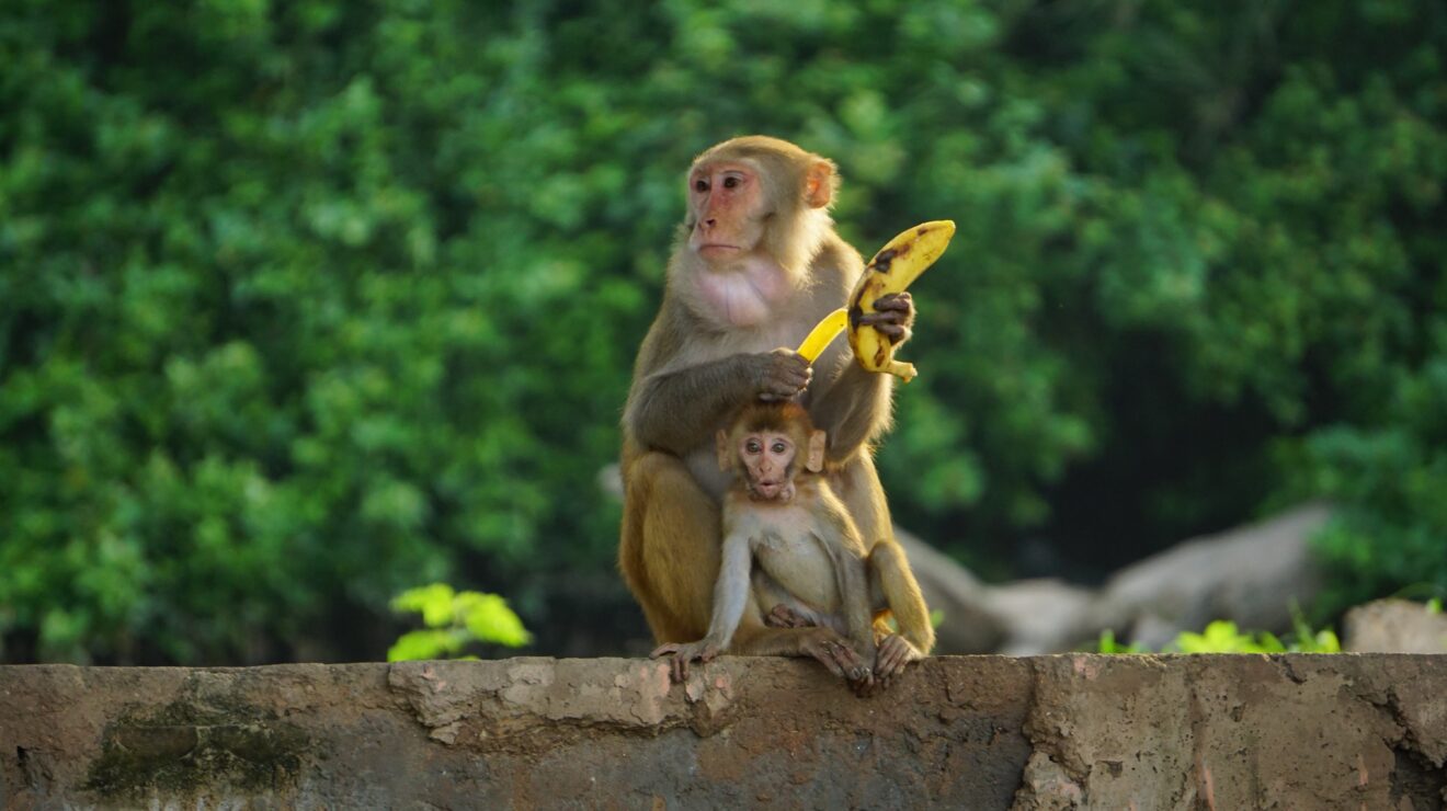 NTV Kenya: Farmers count their loses after monkeys invade their farms ...