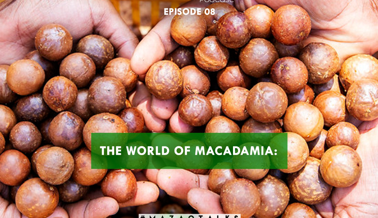 NTV Kenya: The world of Macadamia nuts