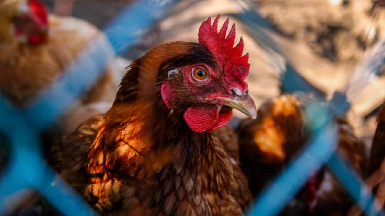 NTV Kenya: Namibia bans chicken from S.Africa over bird flu outbreak