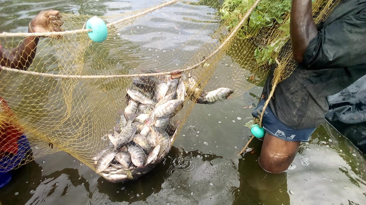 NTV Kenya: Concern over massive fish deaths in Lake Kenyatta, Lamu