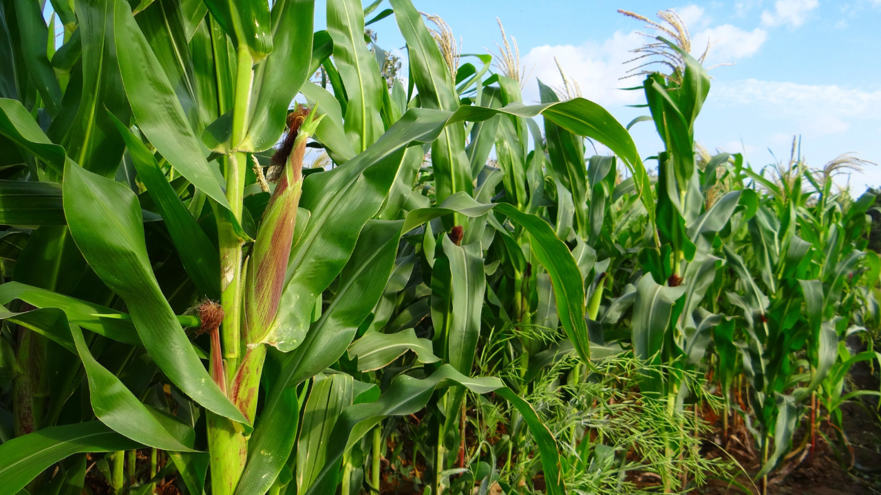 NTV Kenya: Coastal farmers urged to embrace advanced maize varieties ...