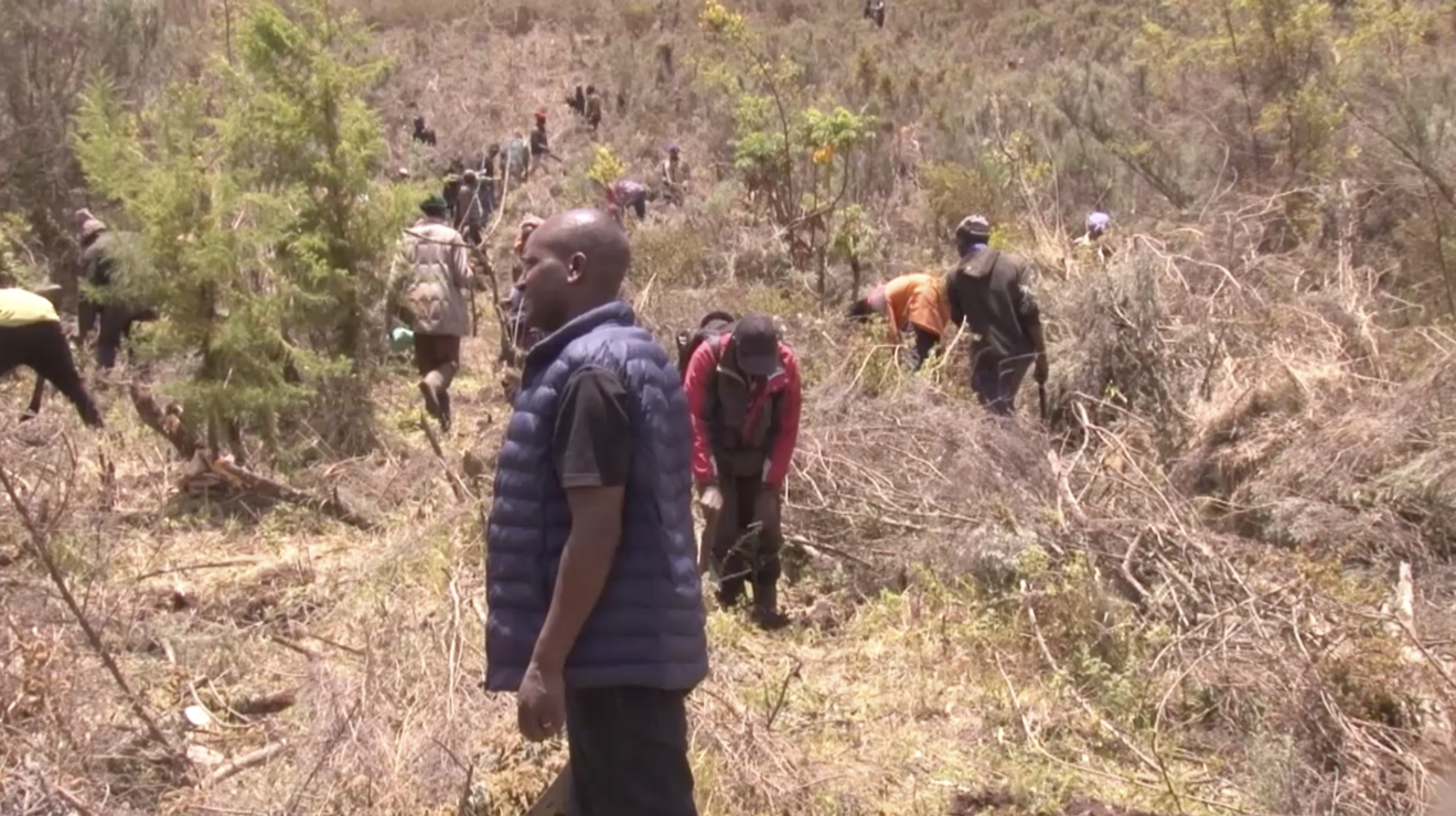 NTV Kenya: Meru residents restore parts of Mt. Kenya damaged by forest ...