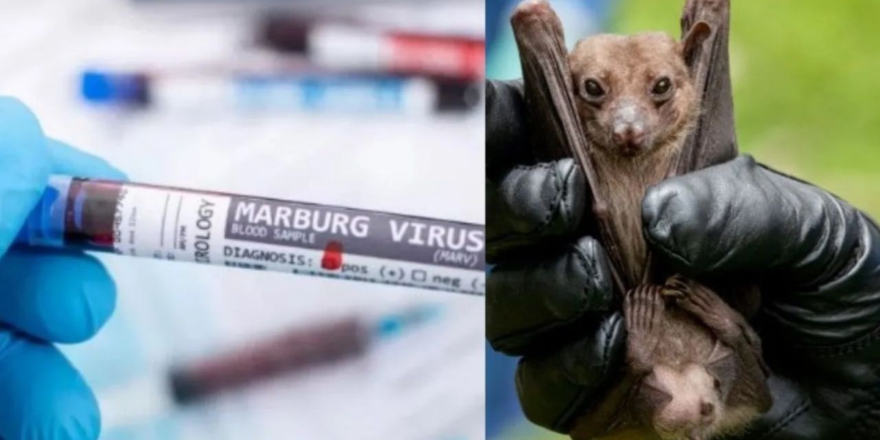 NTV Kenya: Tanzania confirms 8 cases of Marburg Virus