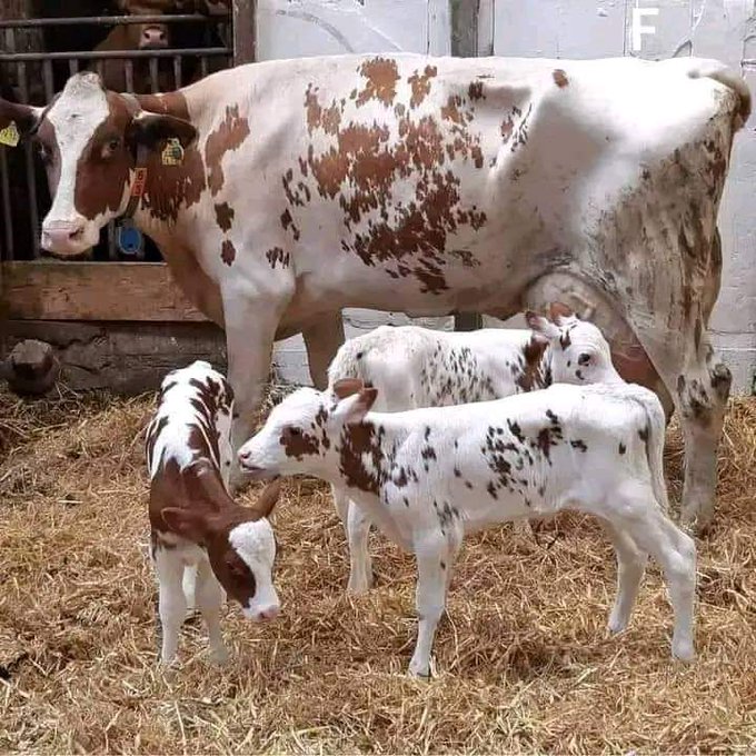 NTV Kenya: FACT CHECK: Did president William Ruto’s cow deliver triplets?