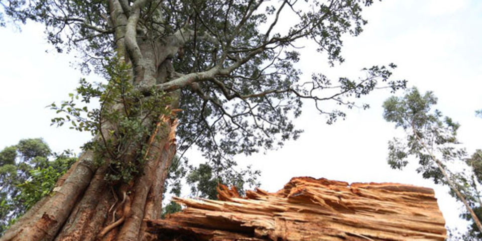 NTV Kenya: Kikuyu elders urged to expedite removal of mugumo tree that ...