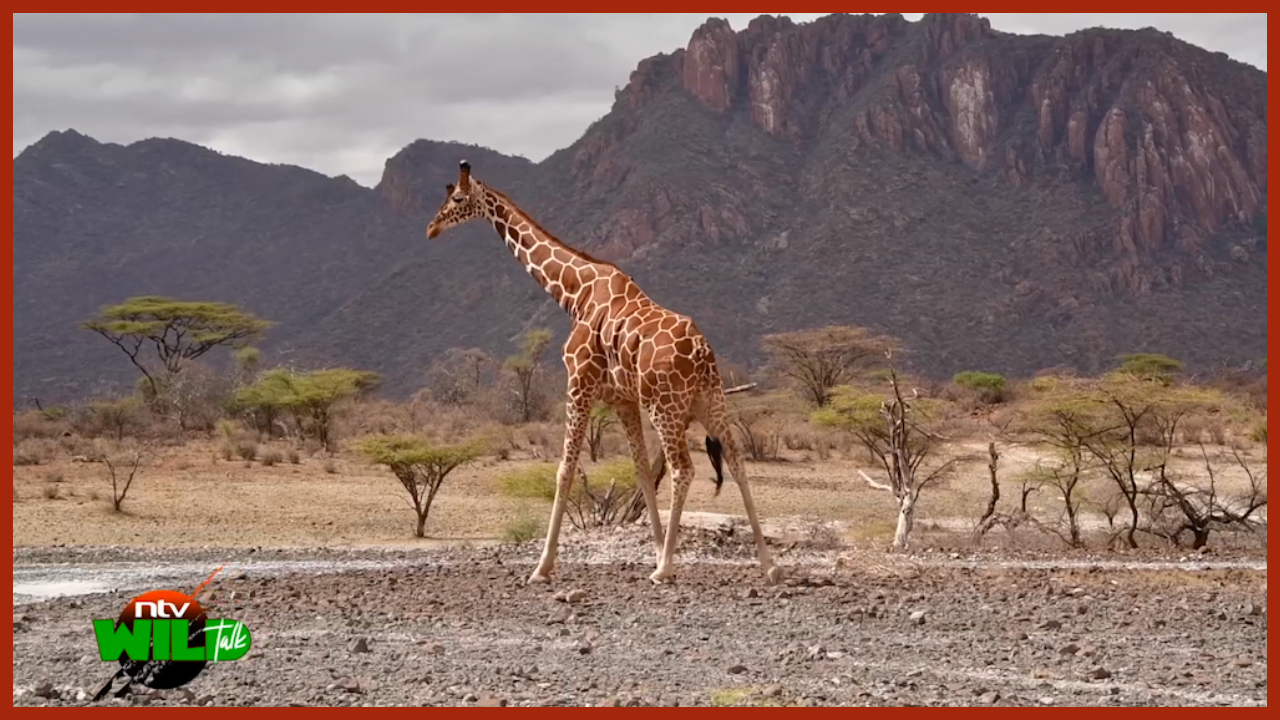 NTV Kenya: Giraffe Translocation on NTV Wild Talk with Smriti Vidyarthi