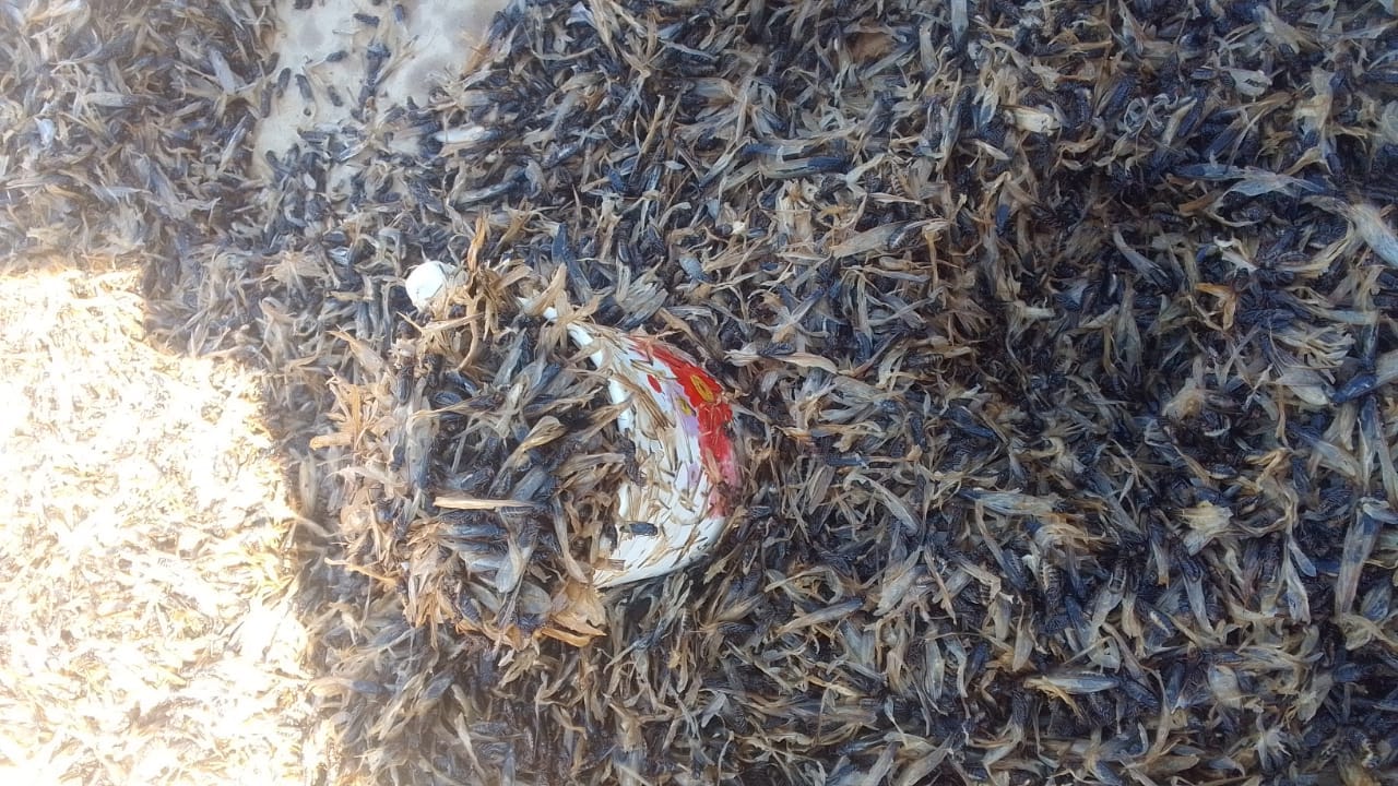 NTV Kenya: Meru traders turn edible insects delicacy to successful business