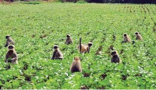 NTV Kenya: Tigania East residents lament over invasion of monkeys ...