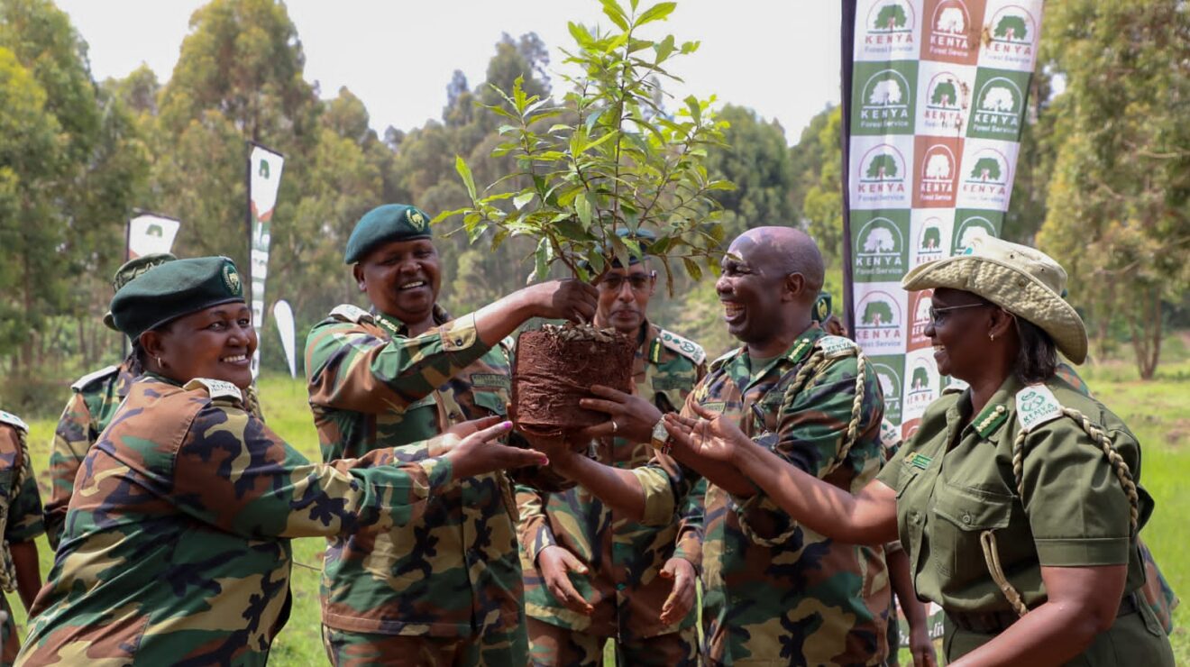NTV Kenya: Towards 15 billion trees: KFS plants 3000 indigenous ...