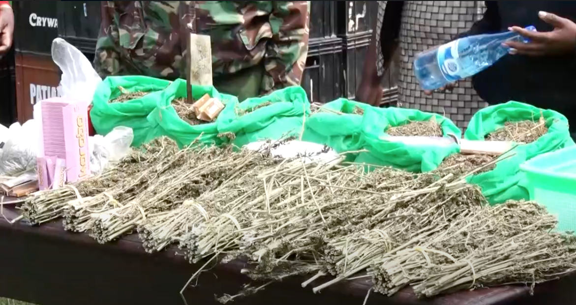 NTV Kenya: Police nab bhang in Nyahururu, arrest woman suspected to be ...