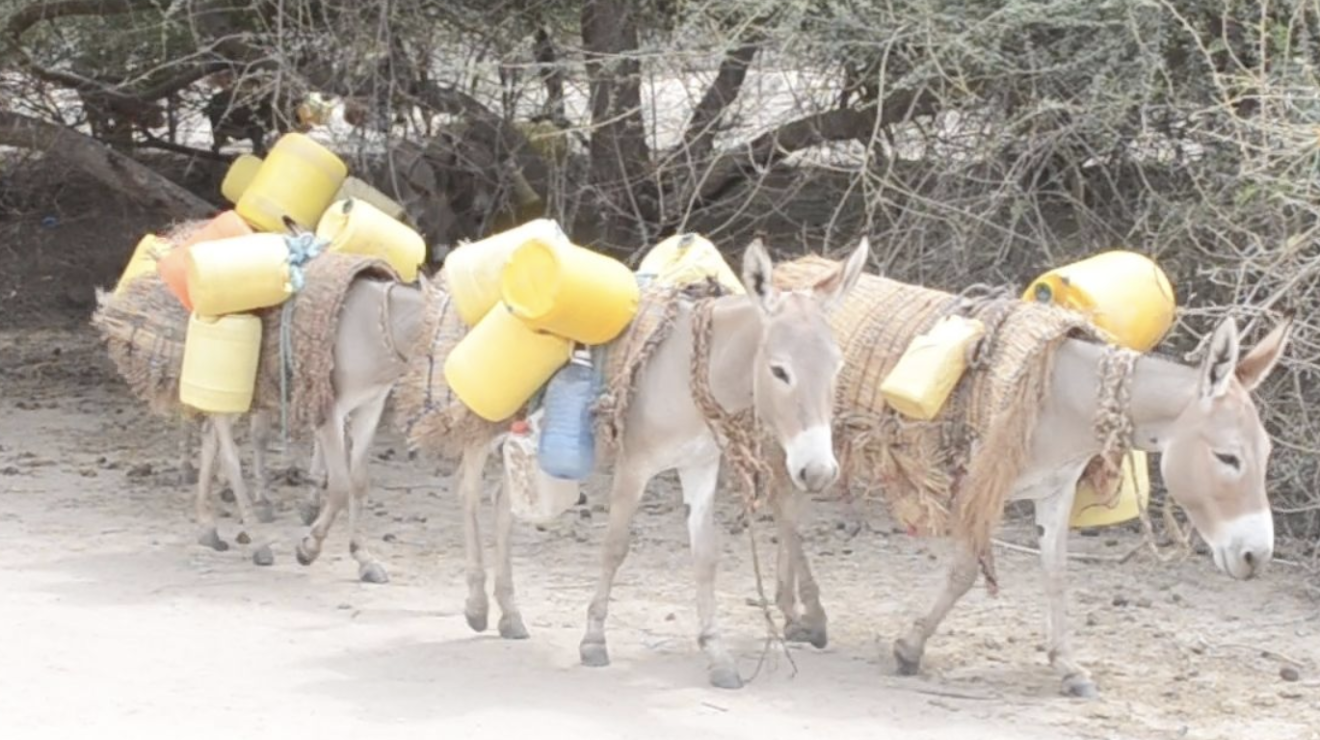 NTV Kenya: Donkey owners object CS Linturi’s consideration on re ...