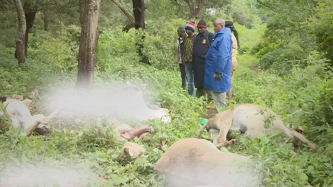 NTV Kenya: Kiambu: More than 20 donkeys stolen, slaughtered and dumped ...
