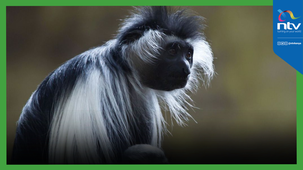 NTV Kenya: Primates of Diani on NTV Wild Talk with Smriti Vidyarthi