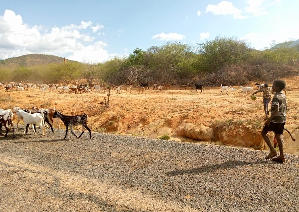 NTV Kenya: West Pokot: Tension high as cattle rustling, banditry ...