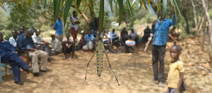 NTV Kenya: Threat to crops as grasshoppers infest farms in Sigor, West ...