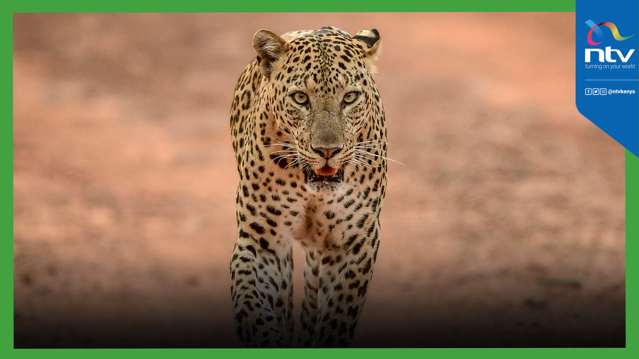 NTV Kenya: The Hardest Spot on NTV Wild Talk with Smriti Vidyarthi