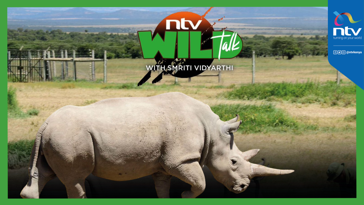NTV Kenya: Saving the Last Northern White Rhinos on NTV Wild Talk with Smriti Vidyarthi