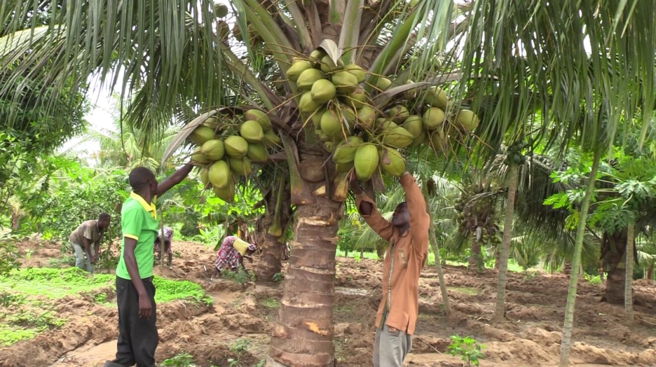 NTV Kenya: Boost for Coastal coconut farmers as government introduces ...