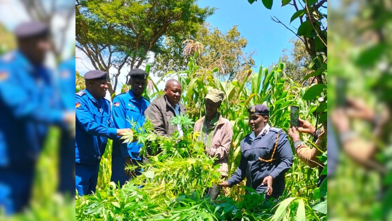 NTV Kenya: (VIDEO): Police raid bhang farm in Nyandarua, residents not ...
