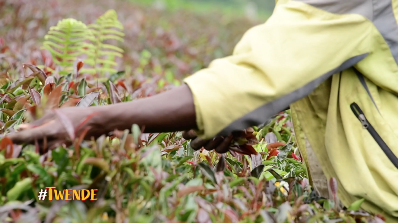 NTV Kenya: Murang’a tea factory inks deal to export orthodox tea to China