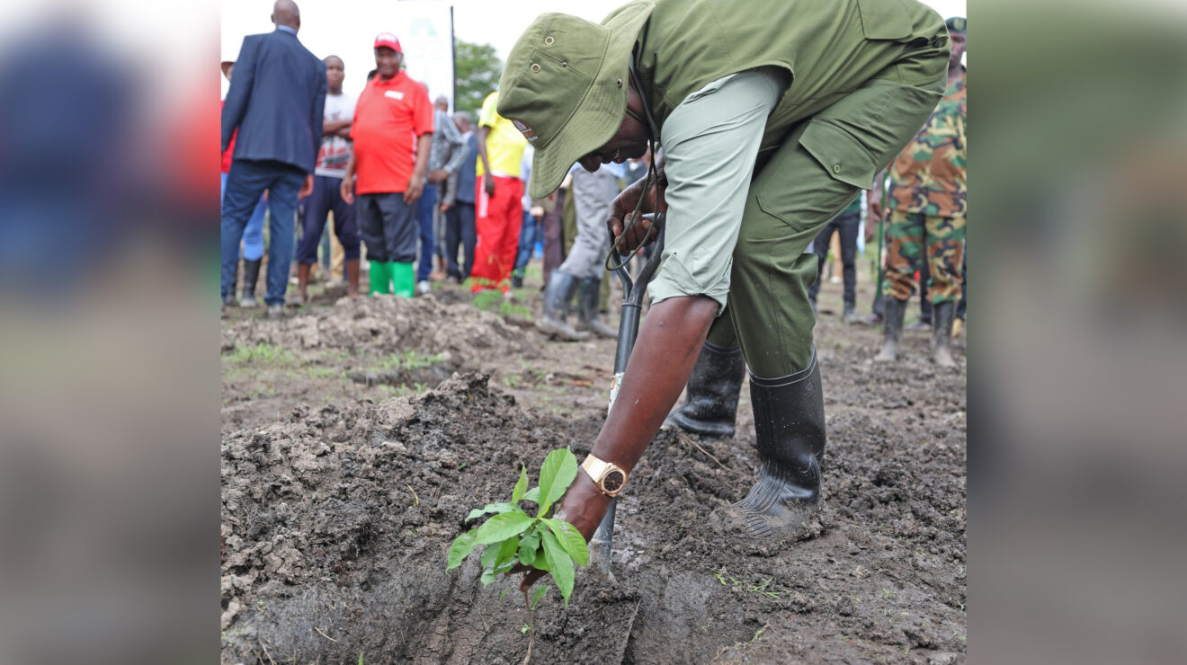 NTV Kenya: The costly tree planting mission