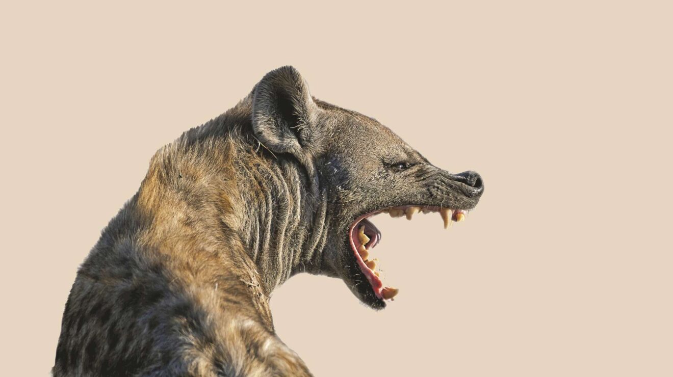 NTV Kenya: CS Mutua: Attacks on the rise due to hyena overpopulation