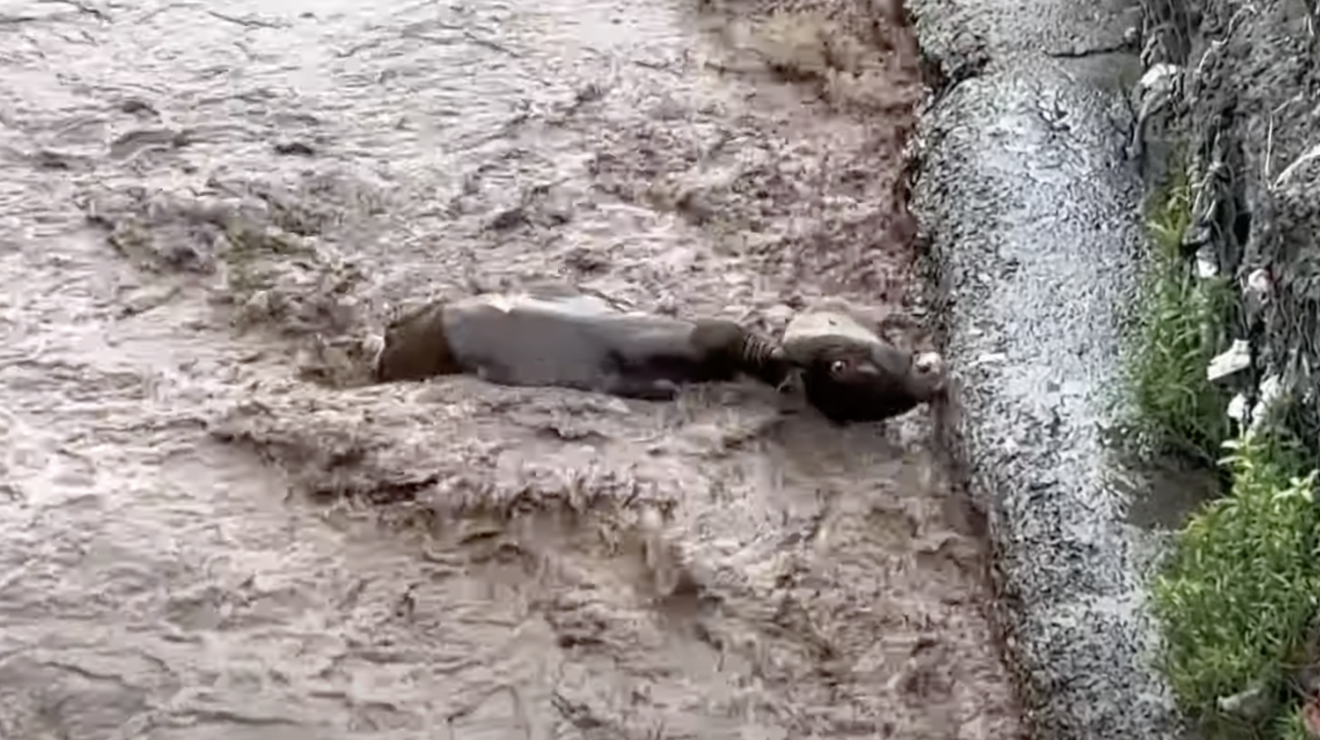 NTV Kenya: Video: Narok flash floods sweep away cattle