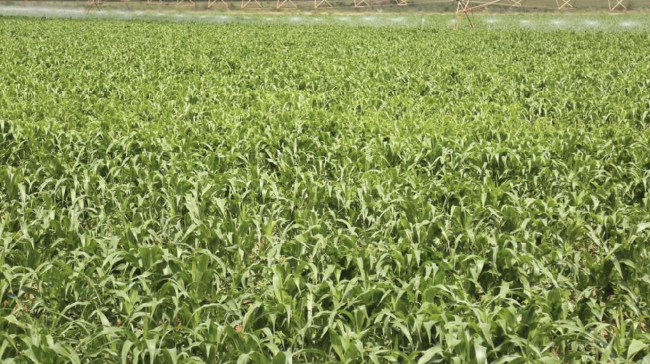 NTV Kenya: The success story of Galana Kulalu Project