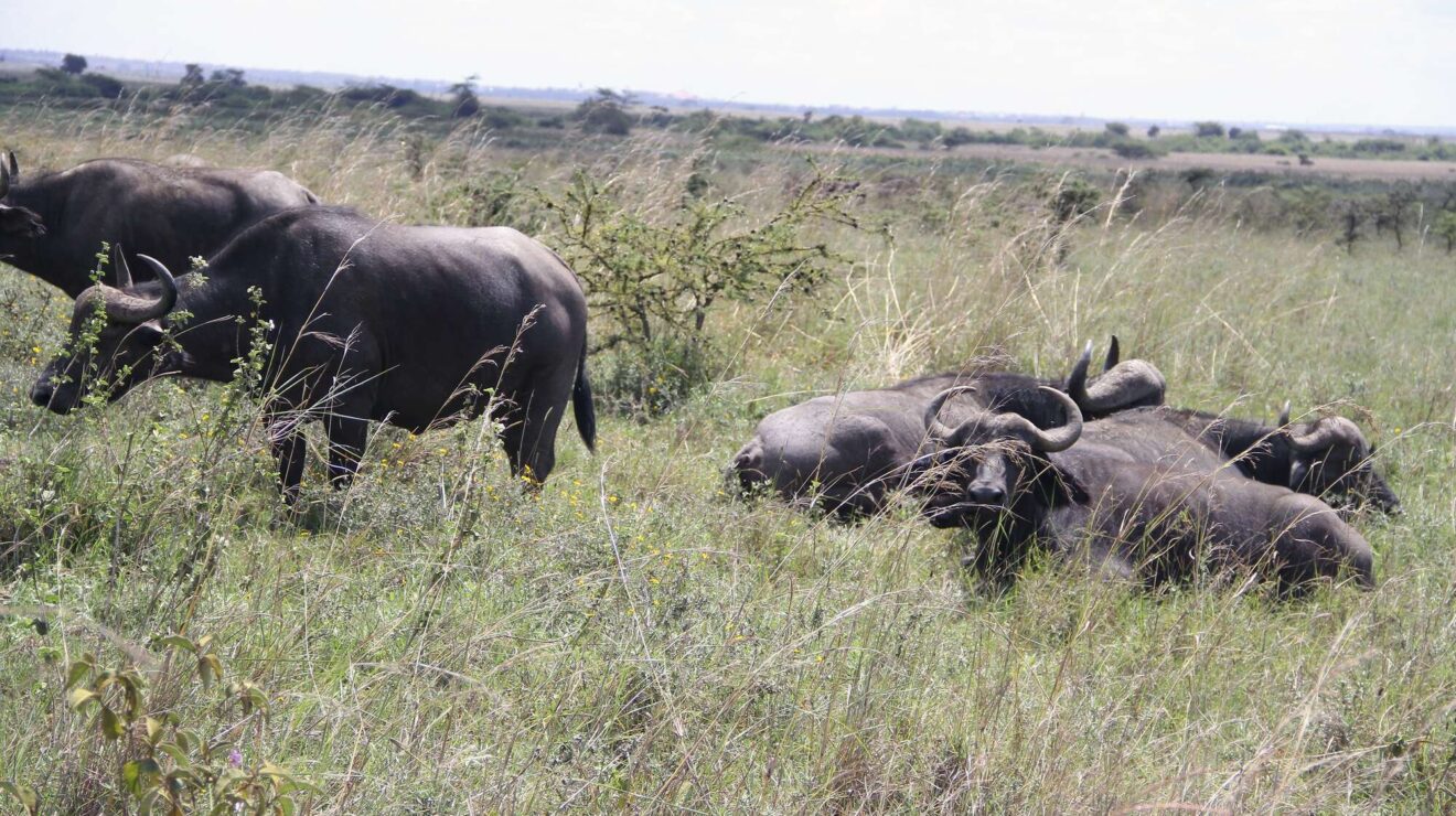 NTV Kenya: Relief for Rongai residents as KWS relocates roaming buffaloes