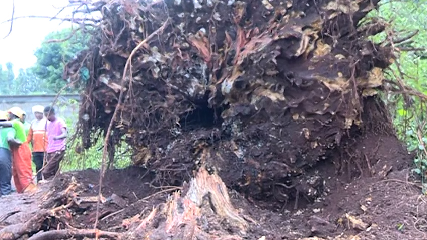 NTV Kenya: Omen? : Kiambu residents shaken after Mugumo tree falls