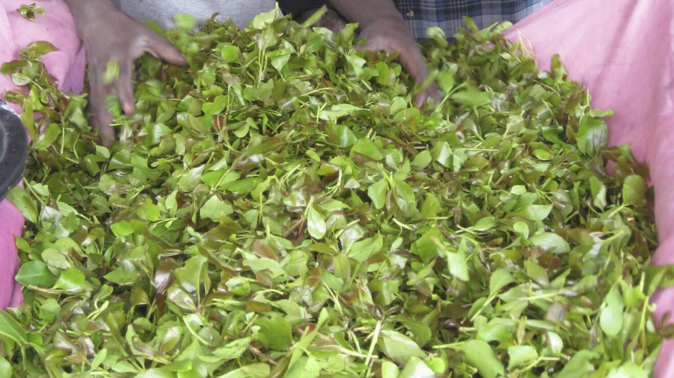 NTV Kenya: Anti-muguka Bill seeks removal of plant from scheduled crops ...