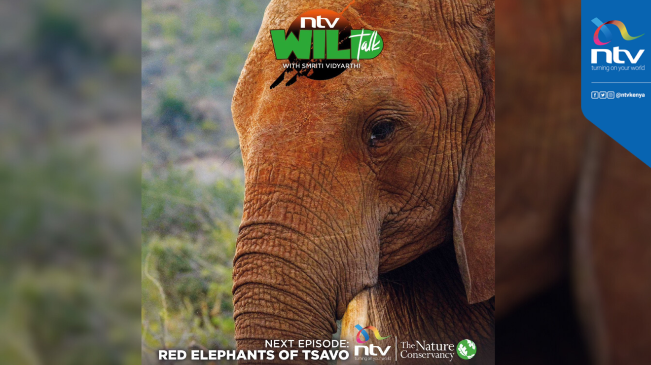 NTV Kenya: S2 E2: Red Elephants of Tsavo on NTV Wild Talk with Smriti Vidyarthi