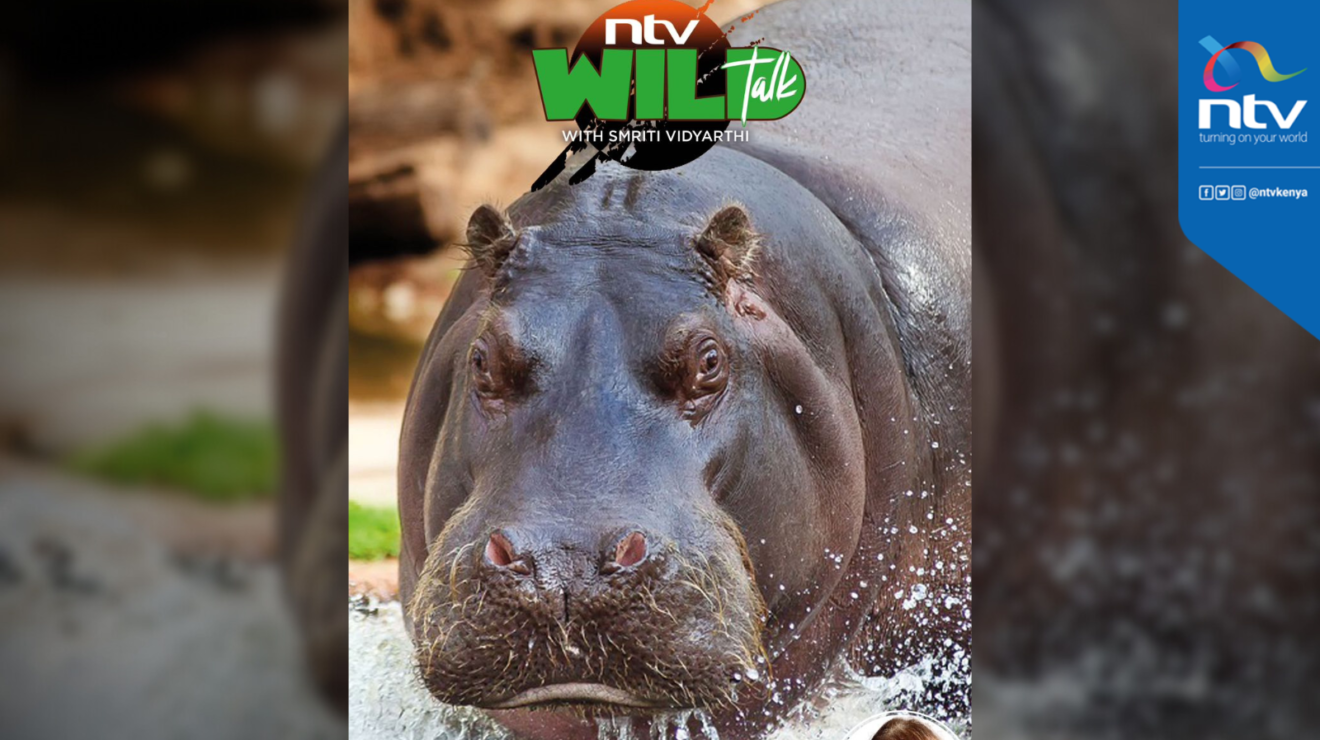 NTV Kenya: S2 E1: Man vs Hippo on NTV Wild Talk with Smriti Vidyarthi