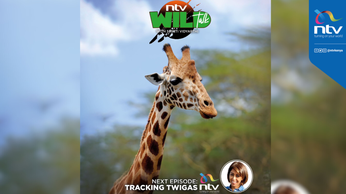 NTV Kenya: S2 E3: Tracking Twigas on NTV Wild Talk with Smriti Vidyarthi