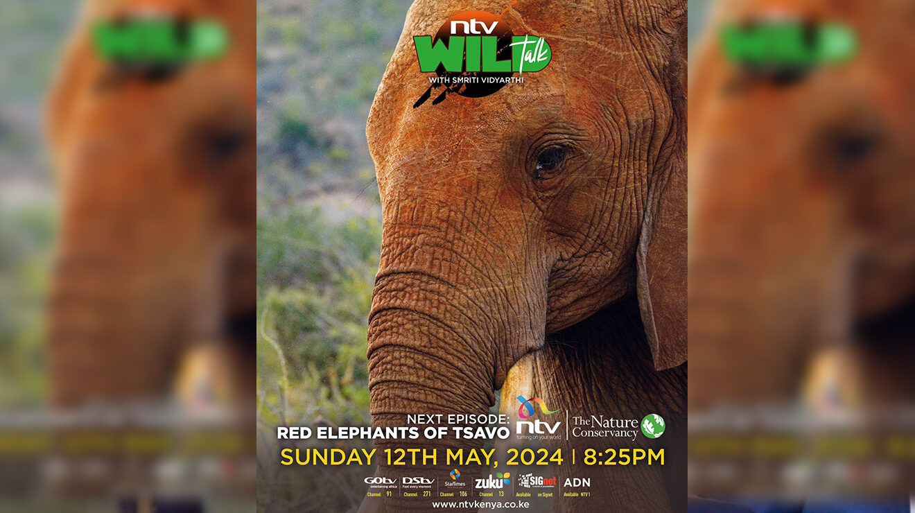 NTV Kenya: Next on NTV Wild Talk: Discover the majestic Red Elephants of Tsavo