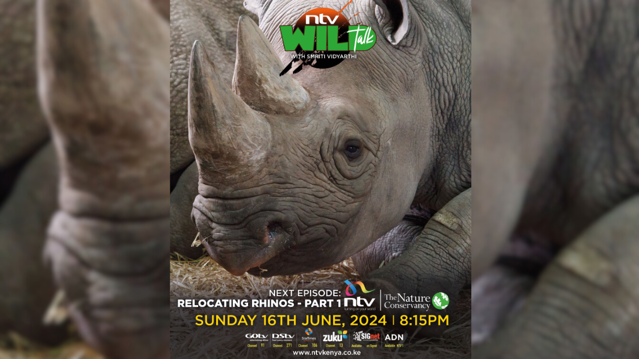 NTV Kenya: S2 E7: Rhino Translocation – Part 1 on NTV Wild Talk with Smriti Vidyarthi