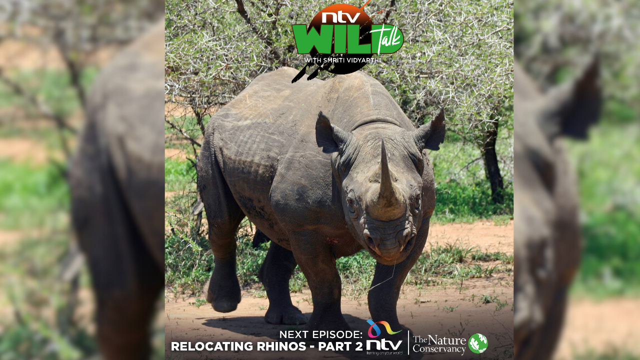 NTV Kenya: S2 E8: Rhino Translocation – Part 2 on NTV Wild Talk with Smriti Vidyarthi