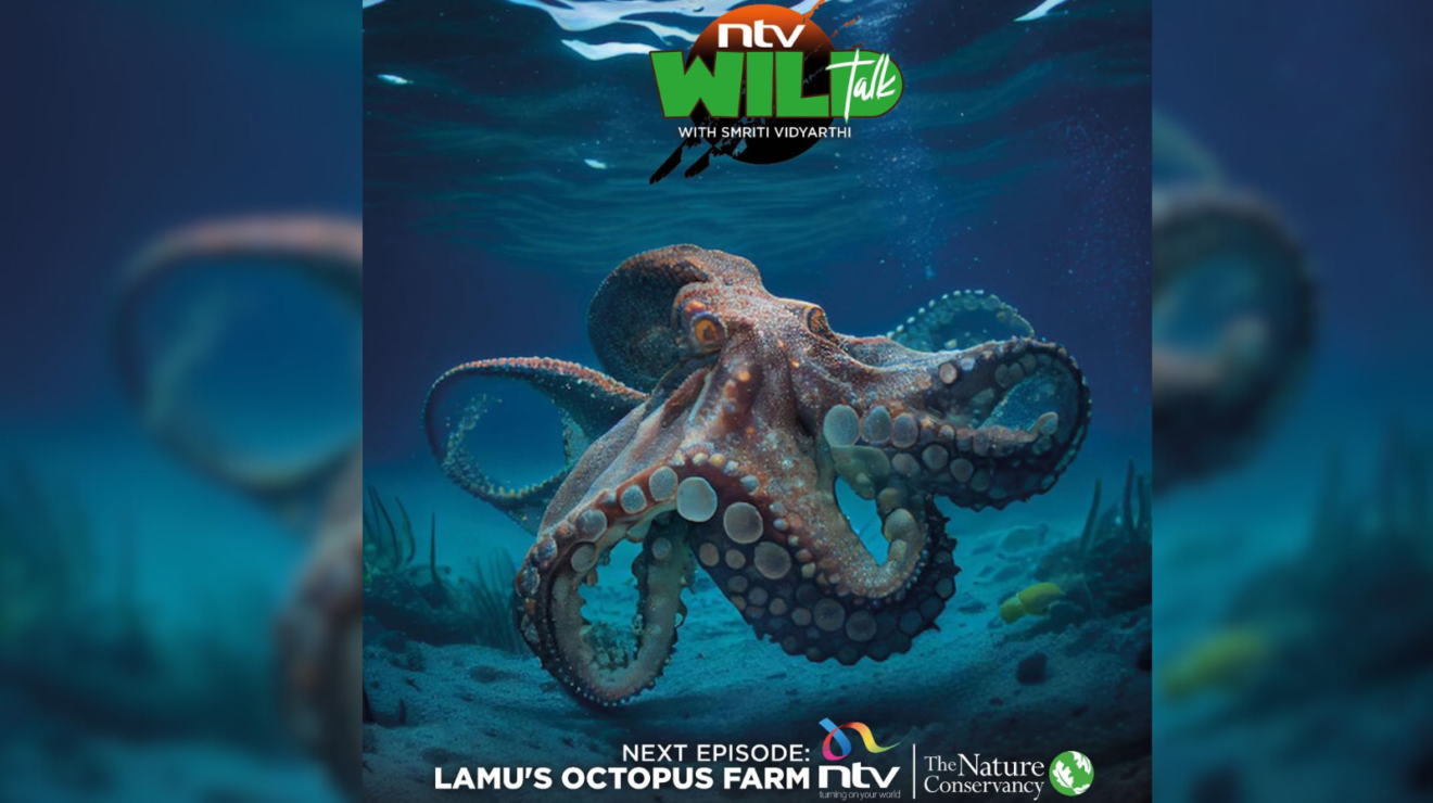NTV Kenya: S2 E6: Lamu’s Octopus Farm On NTV Wild Talk With Smriti Vidyarthi