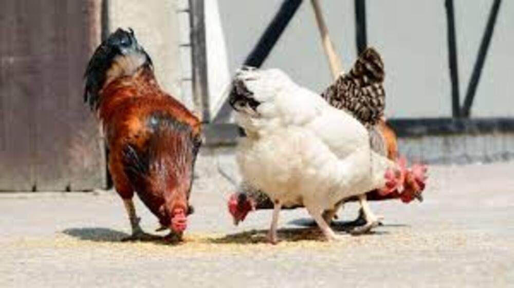 NTV Kenya: First Human Death Case of H5N2 Bird Flu Confirmed in Mexico