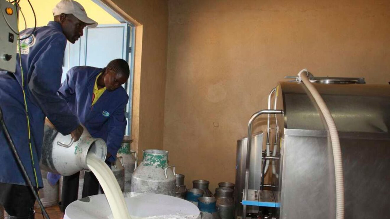 NTV Kenya: Frustration as millions of litres of milk go to waste over ...