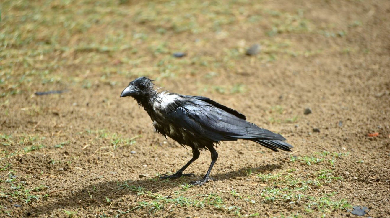 NTV Kenya: KWS on a mission to eliminate over 1 million house crows