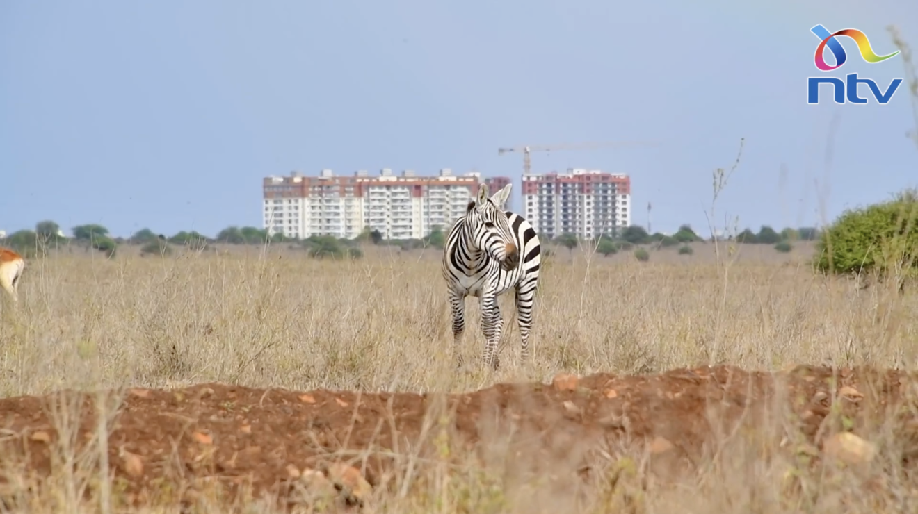 NTV Kenya: S2 E10: Losing Paradise on NTV Wild Talk with Smriti Vidyarthi