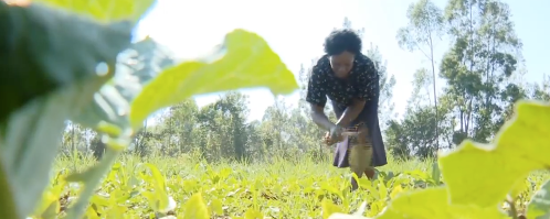 NTV Kenya: Scientists produce new bioherbicide to control Striga weed ...