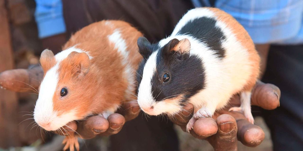 NTV Kenya: Guinea pig or ‘kanyuru’, a nutritious delicacy in Nandi