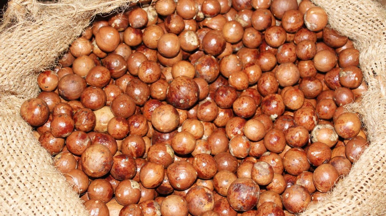 NTV Kenya: Kenya bans macadamia harvesting to protect crop quality