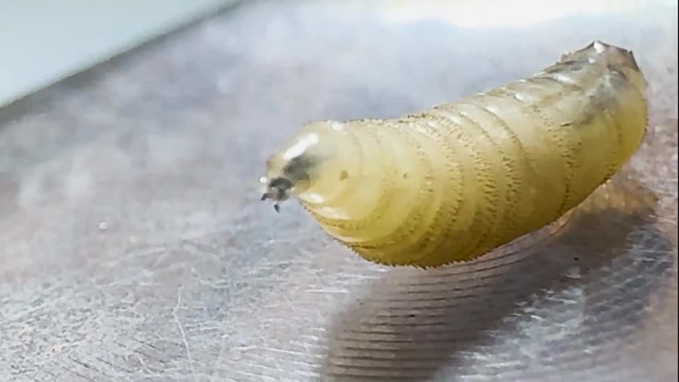 NTV Kenya: Deadly flesh-eating screwworm detected in human case in US