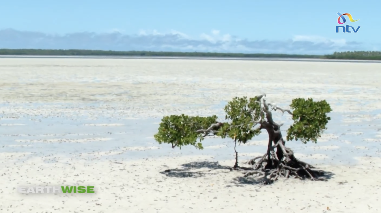 NTV Kenya: Nature Is Us